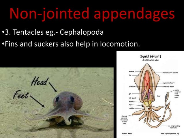 Non jointed and jointed appendages | PPTX