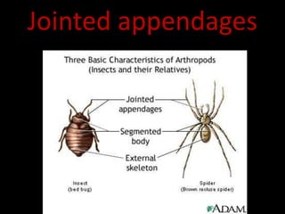 Non jointed and jointed appendages | PPTX
