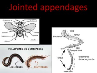 Non jointed and jointed appendages | PPTX