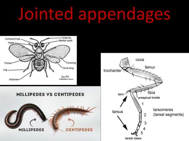 Non jointed and jointed appendages | PPT