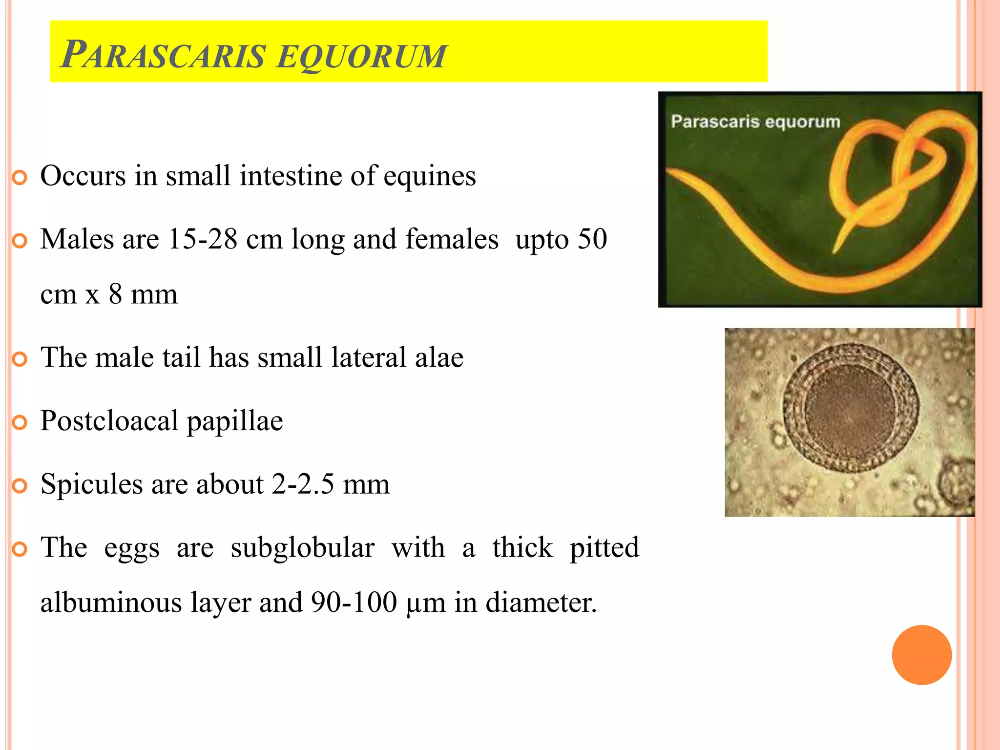 Non bursate nematodes | PPTX