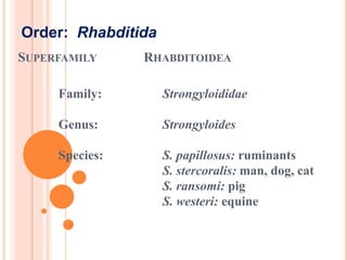 Non bursate nematodes | PPTX