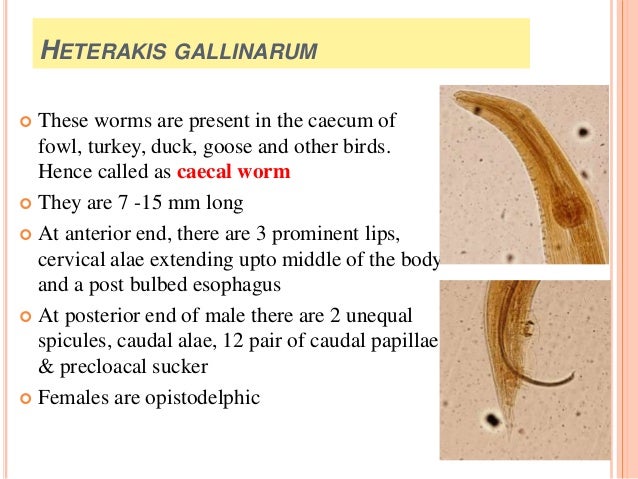 Non bursate nematodes