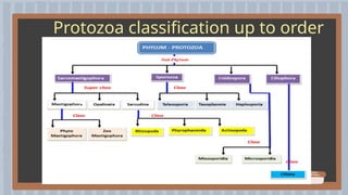 Genaral principal of taxonomy and taxonomic hierarchy | PPTX