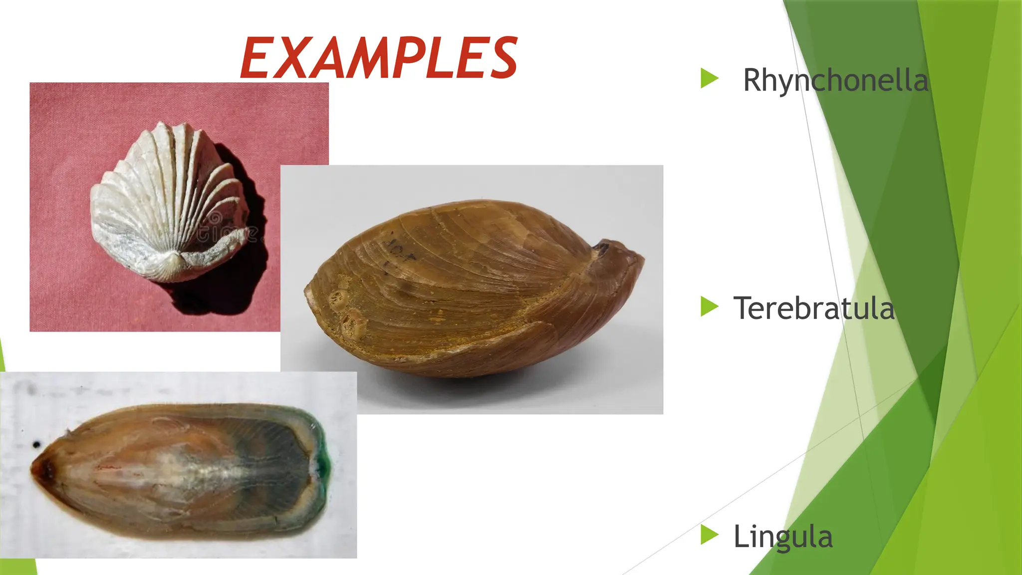 Zoology [ non chordates ] (branchiopoda) | PPTX