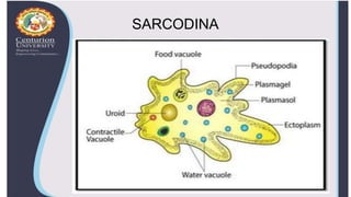 NON CHORDATES PPT BY SILICON INSTITUTE OF TECHNOLOGY | PPTX