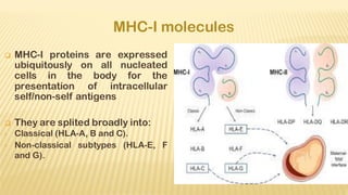 Non classical MHC I immunogenetics master - 2023.pdf
