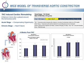 Does Our Compound Show Efficacy in Heart Failure? | PPT