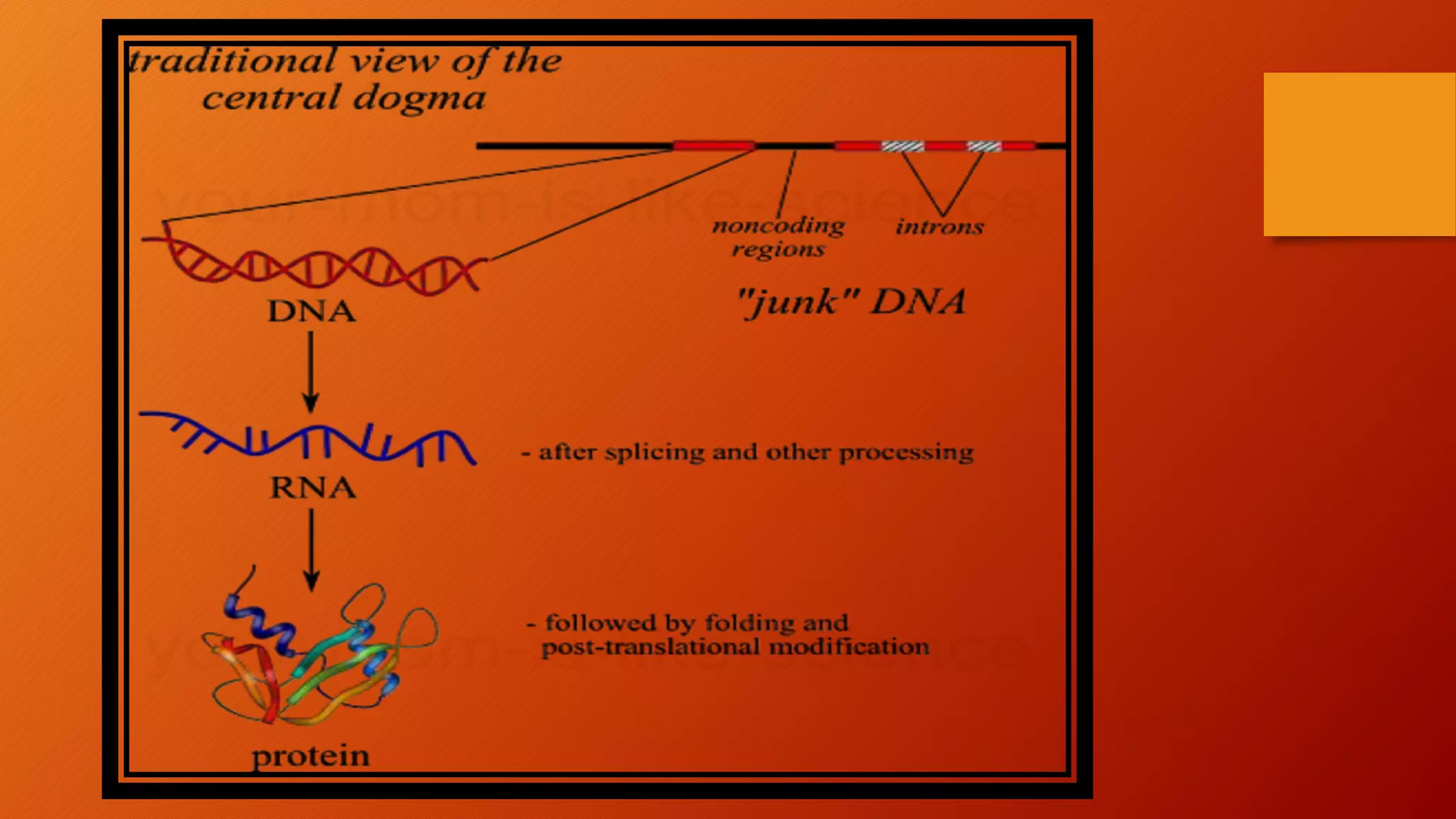 Non – coding dna presentation | PPT