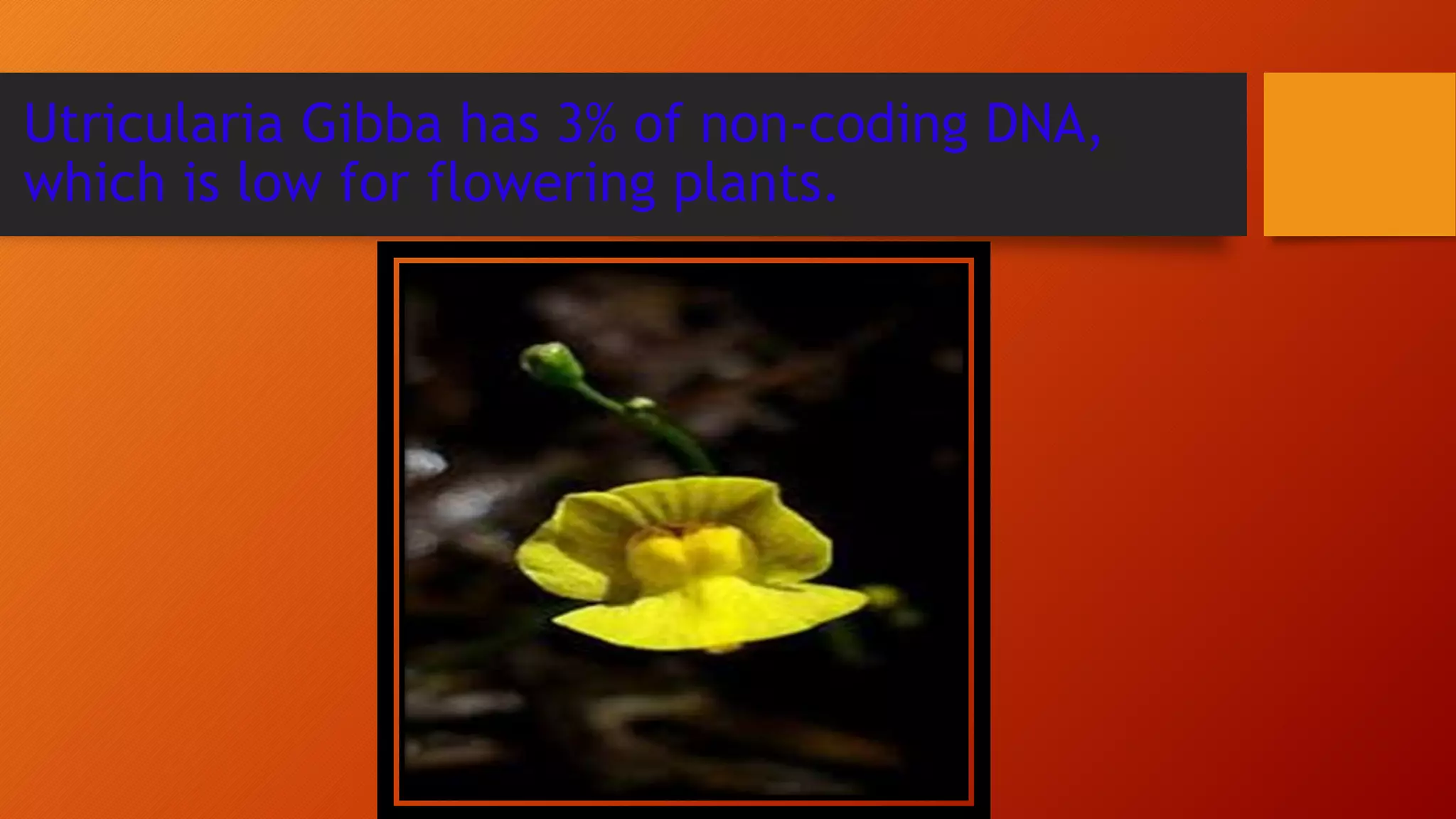 Non – coding dna presentation | PPTX