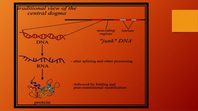 Non Coding Dna Presentation