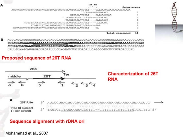 Non Coding RNAs in replication | PPTX | Genetics | Science