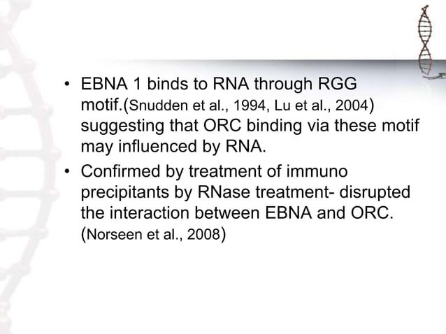 Non Coding RNAs in replication | PPTX | Genetics | Science