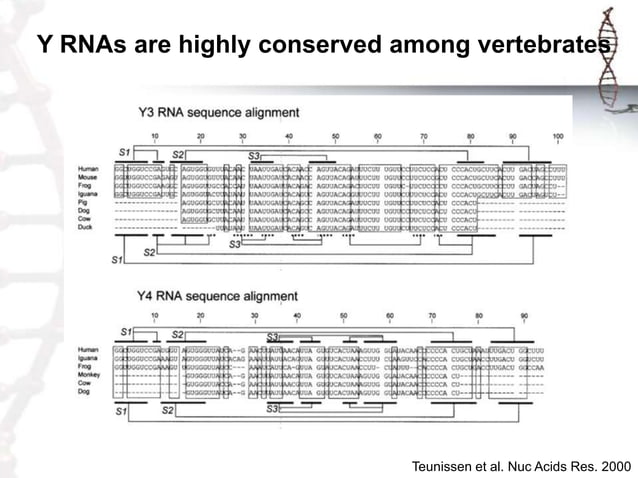Non Coding RNAs in replication | PPTX | Genetics | Science