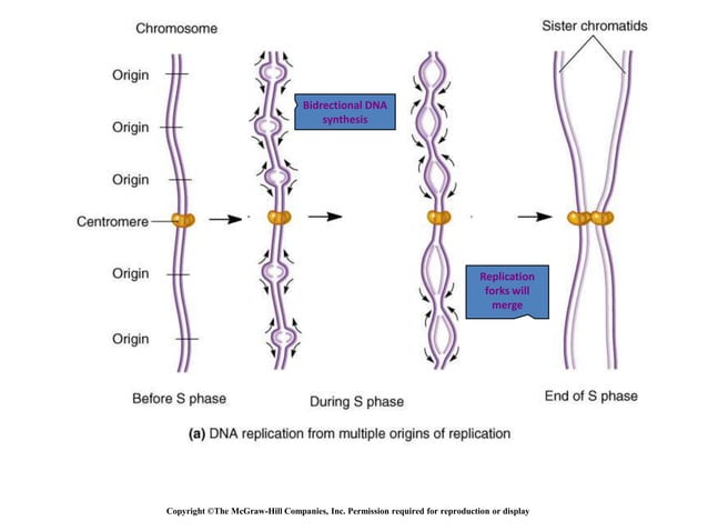 Non Coding RNAs in replication | PPTX | Genetics | Science