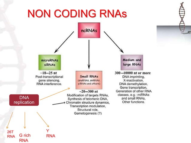 Non Coding RNAs in replication | PPTX | Genetics | Science