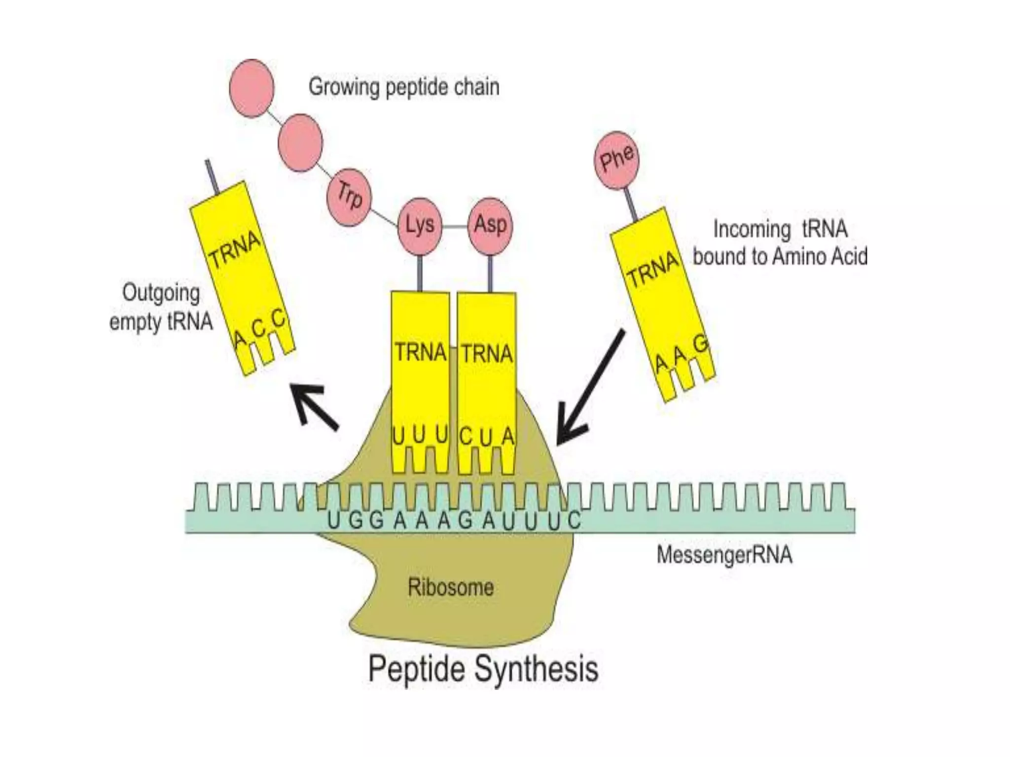 Non coding rna | PPTX