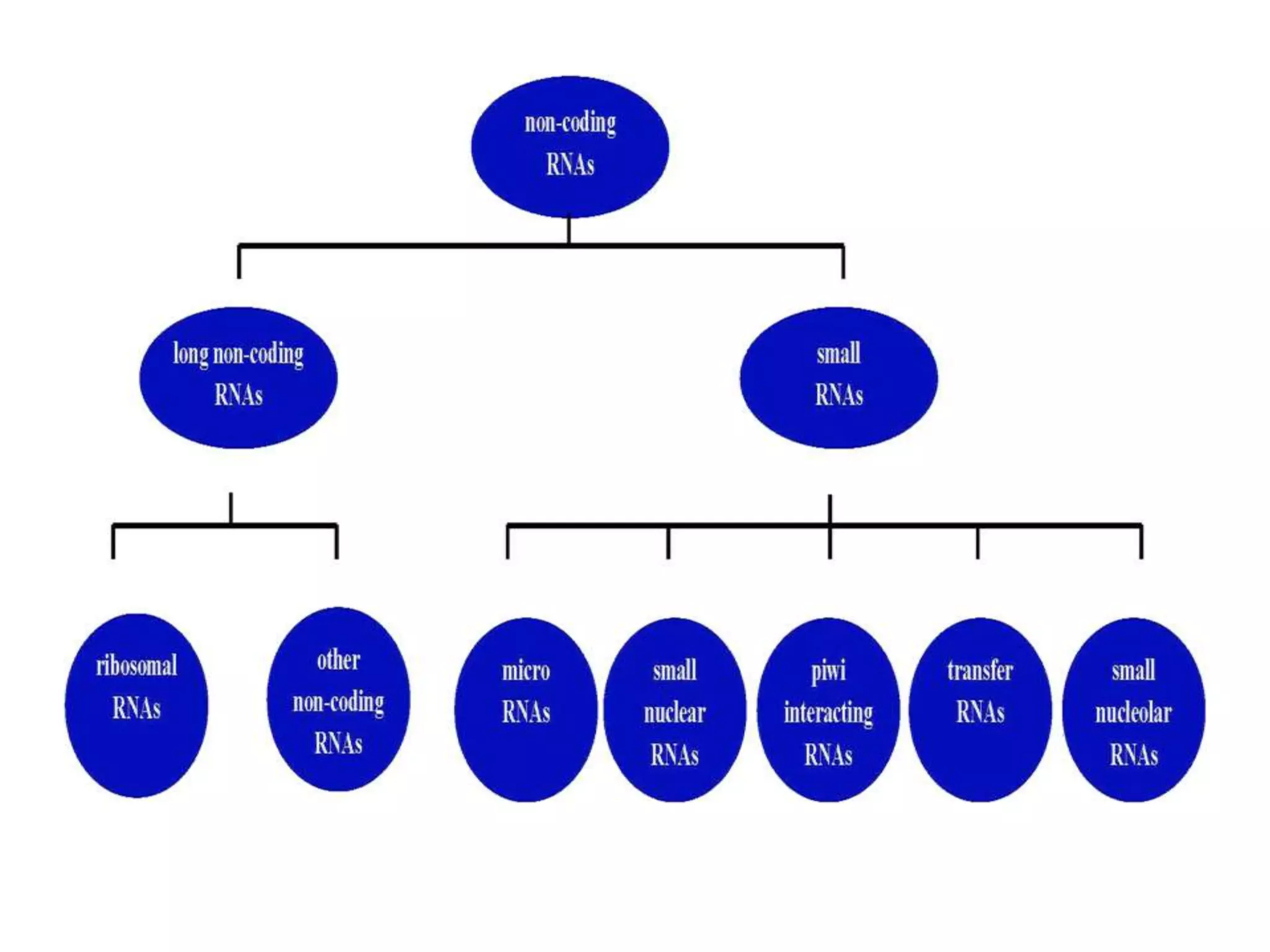 Non coding rna | PPTX