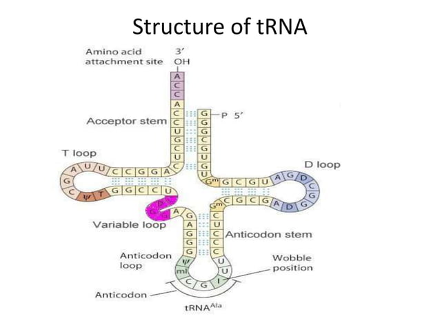 Non coding rna | PPTX | Programming Languages | Computing