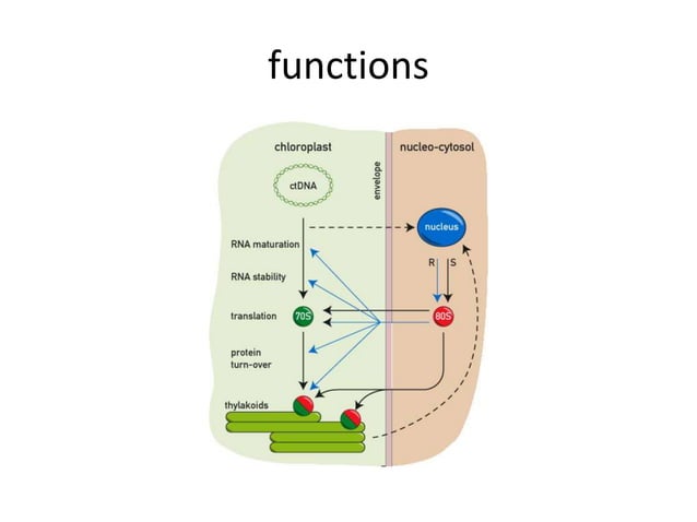 Non coding rna | PPTX | Programming Languages | Computing