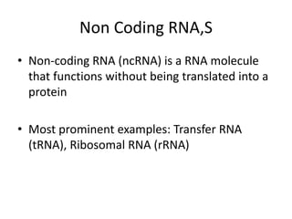 Non coding rna | PPT