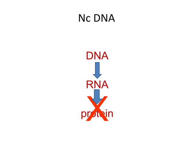 Non coding rna | PPTX | Programming Languages | Computing