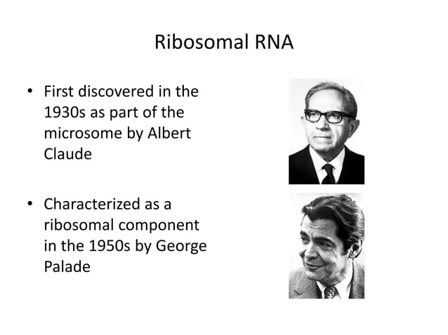 Non coding rna | PPTX | Programming Languages | Computing