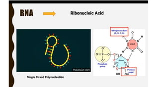 The structure and the function of different types of RNA | PPTX