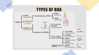 The structure and the function of different types of RNA | PPT