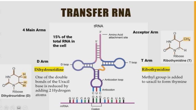 The structure and the function of different types of RNA | PPT
