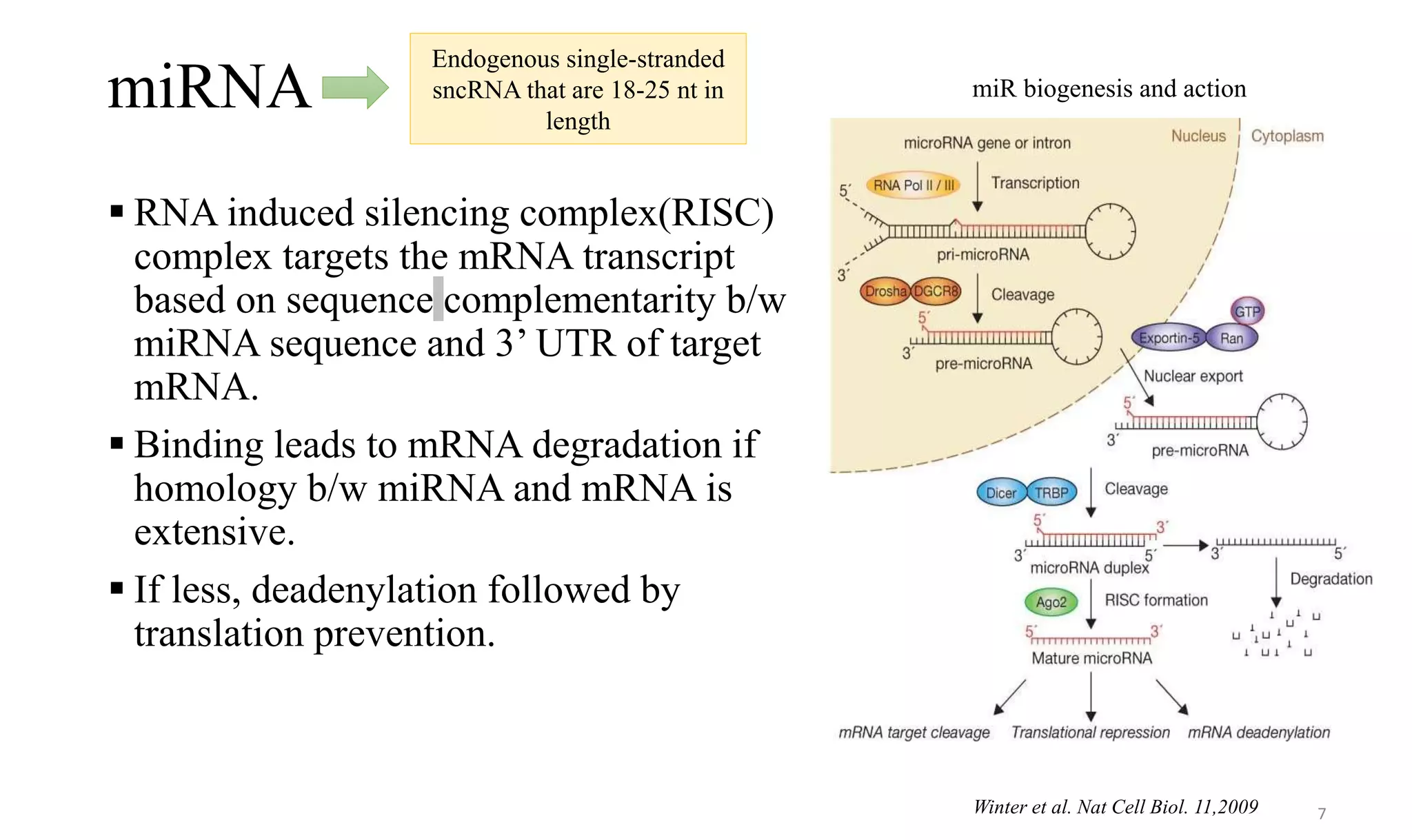 Non coding RNA as targets in drug discovery.pptx