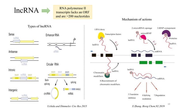Non coding RNA as targets in drug discovery.pptx