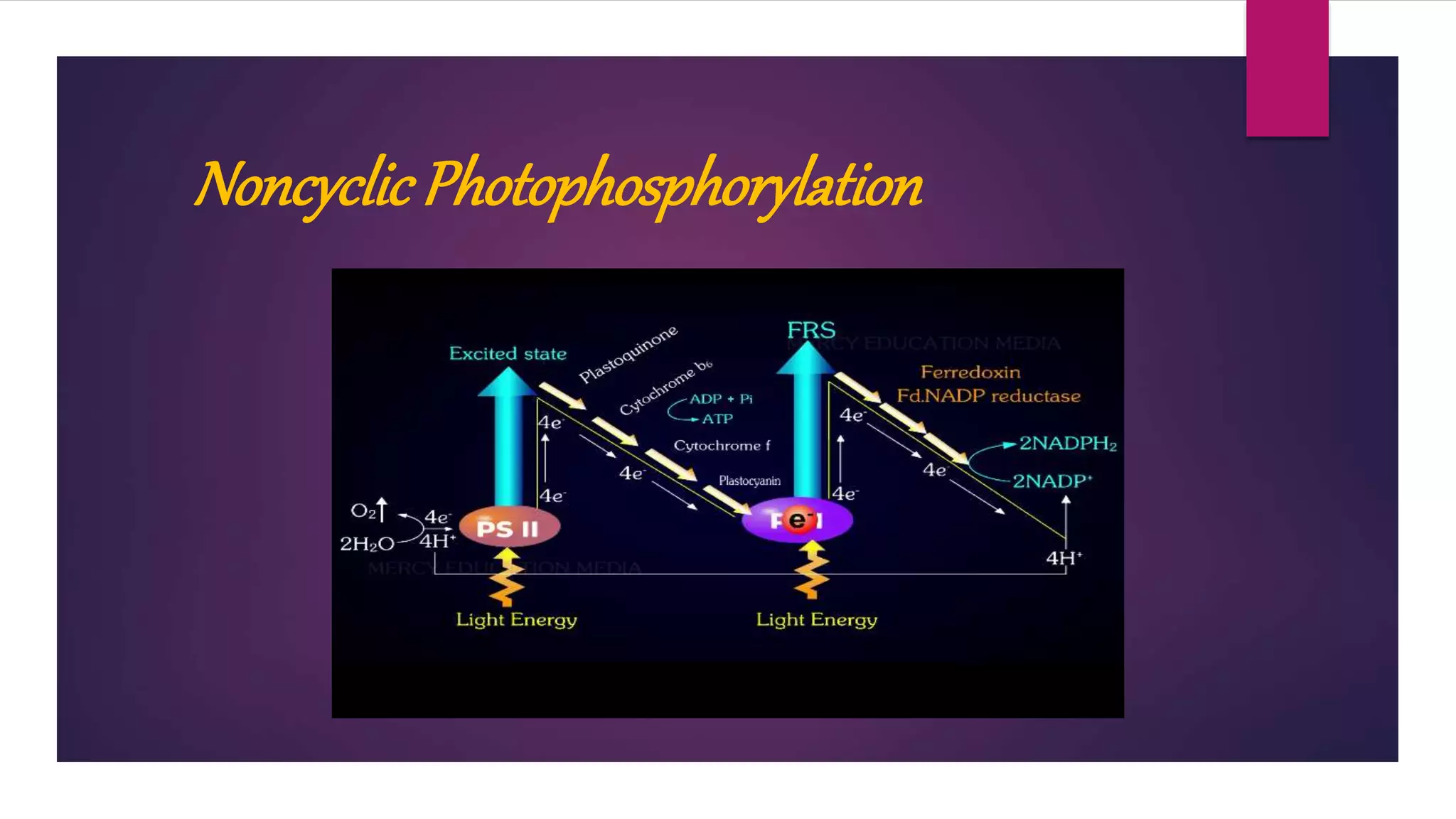 Noncyclic photophosphoralation | PPTX | Chemistry | Science