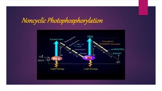 Noncyclic photophosphoralation | PPTX | Chemistry | Science