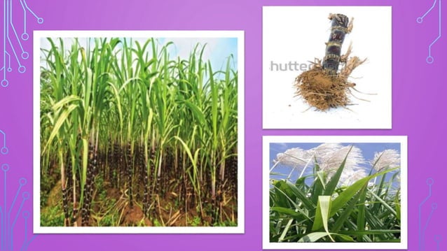 'Non detail drug'.pptx