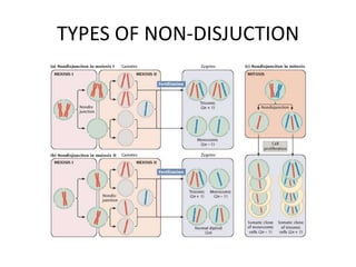 Nondisjunction and its implications ppt | PPTX