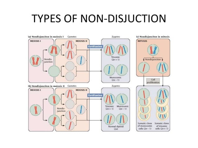 Nondisjunction and its implications ppt | PPTX