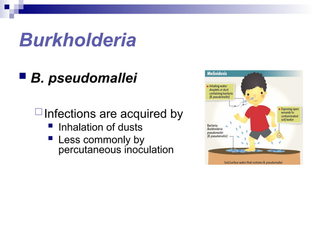 non fermentative gram negative bacteria.ppt