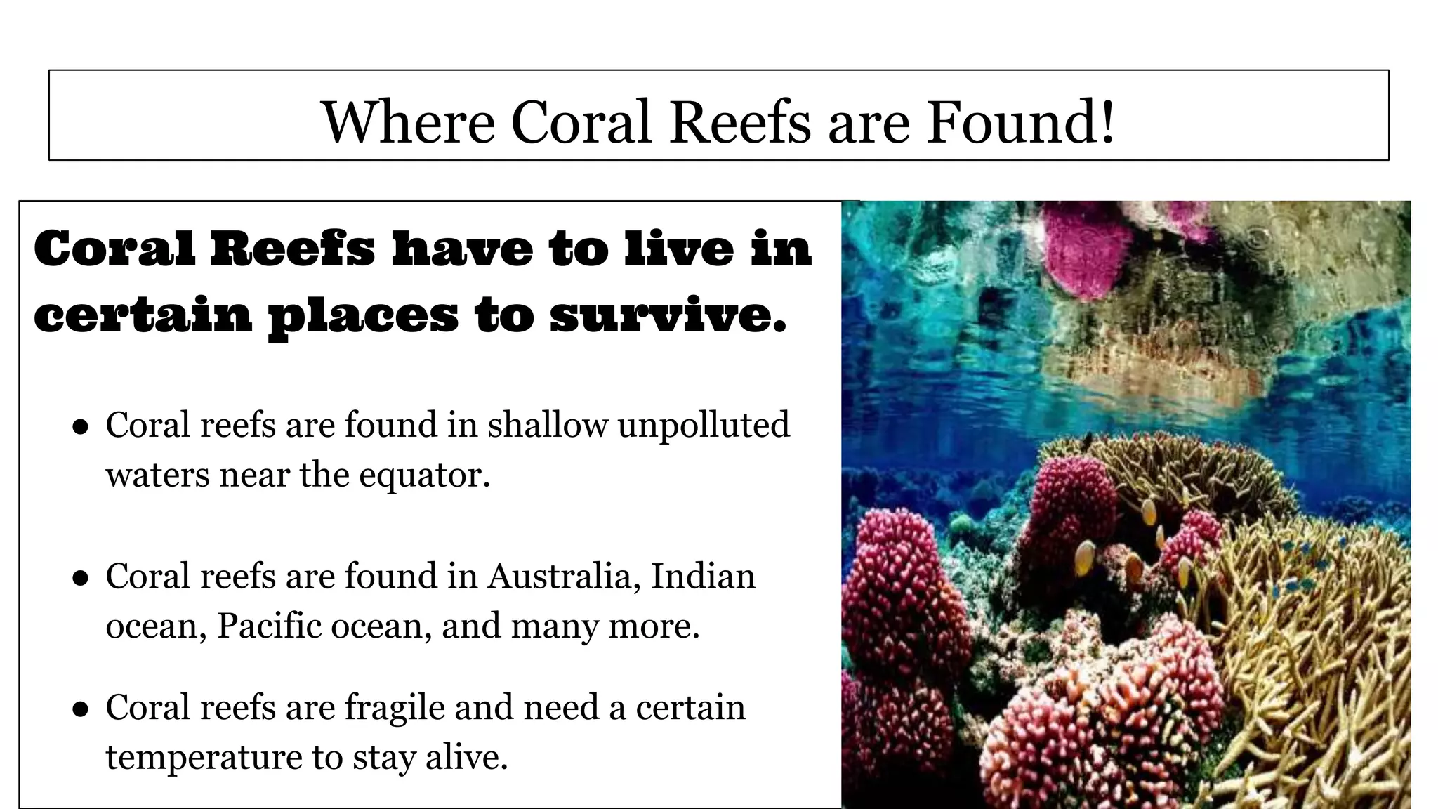 Coral Reefs | PPTX