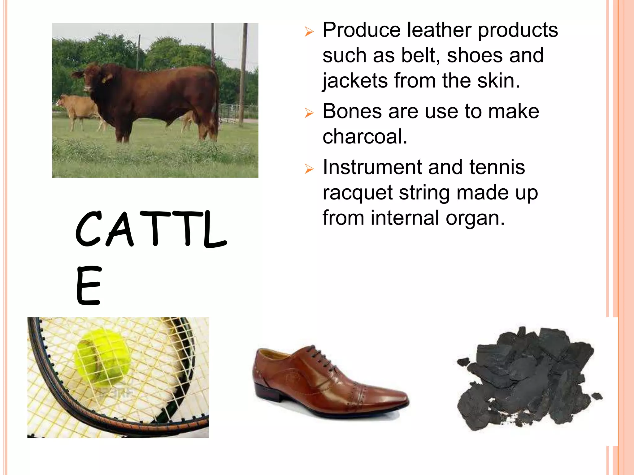 Non food products from plants | PPTX