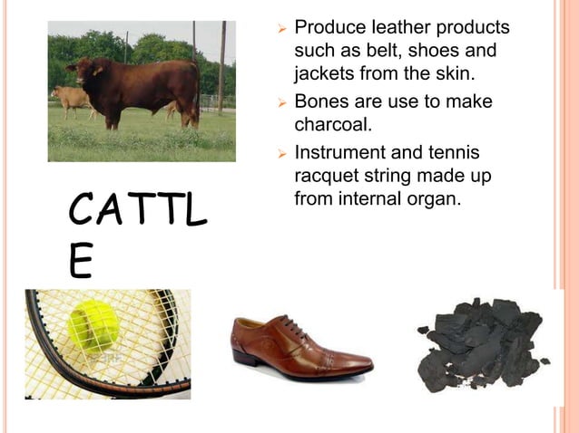 Non food products from plants | PPTX