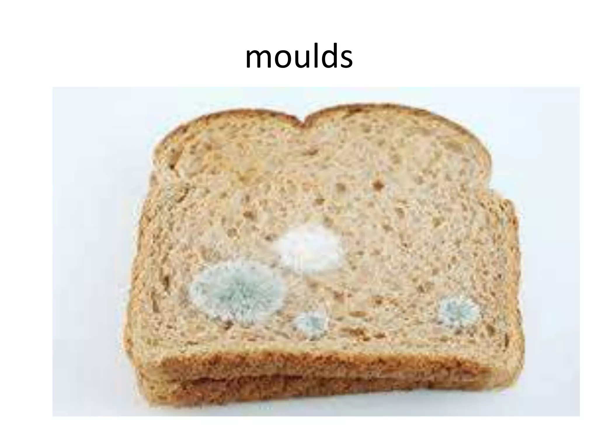 Non green plants | PPTX