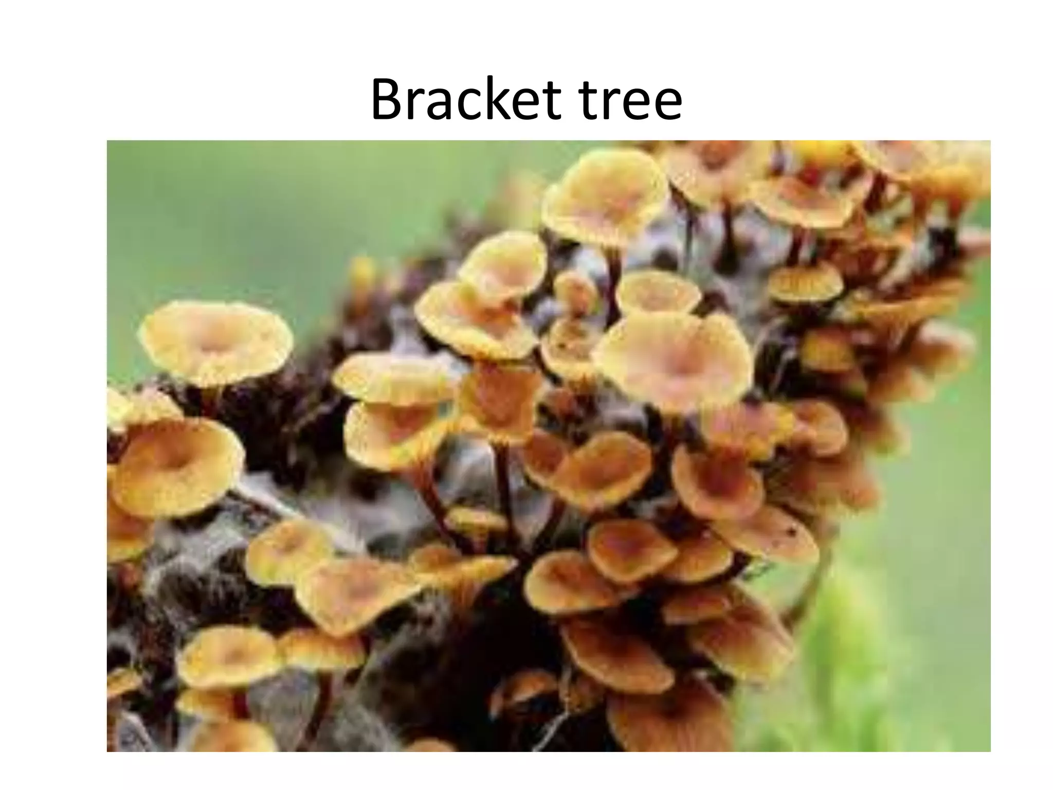 Non green plants | PPTX