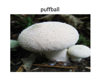 Examples Of Green And Non Green Plants