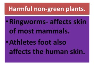 Non Green Plants Examples