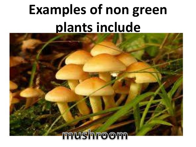 Non green plants