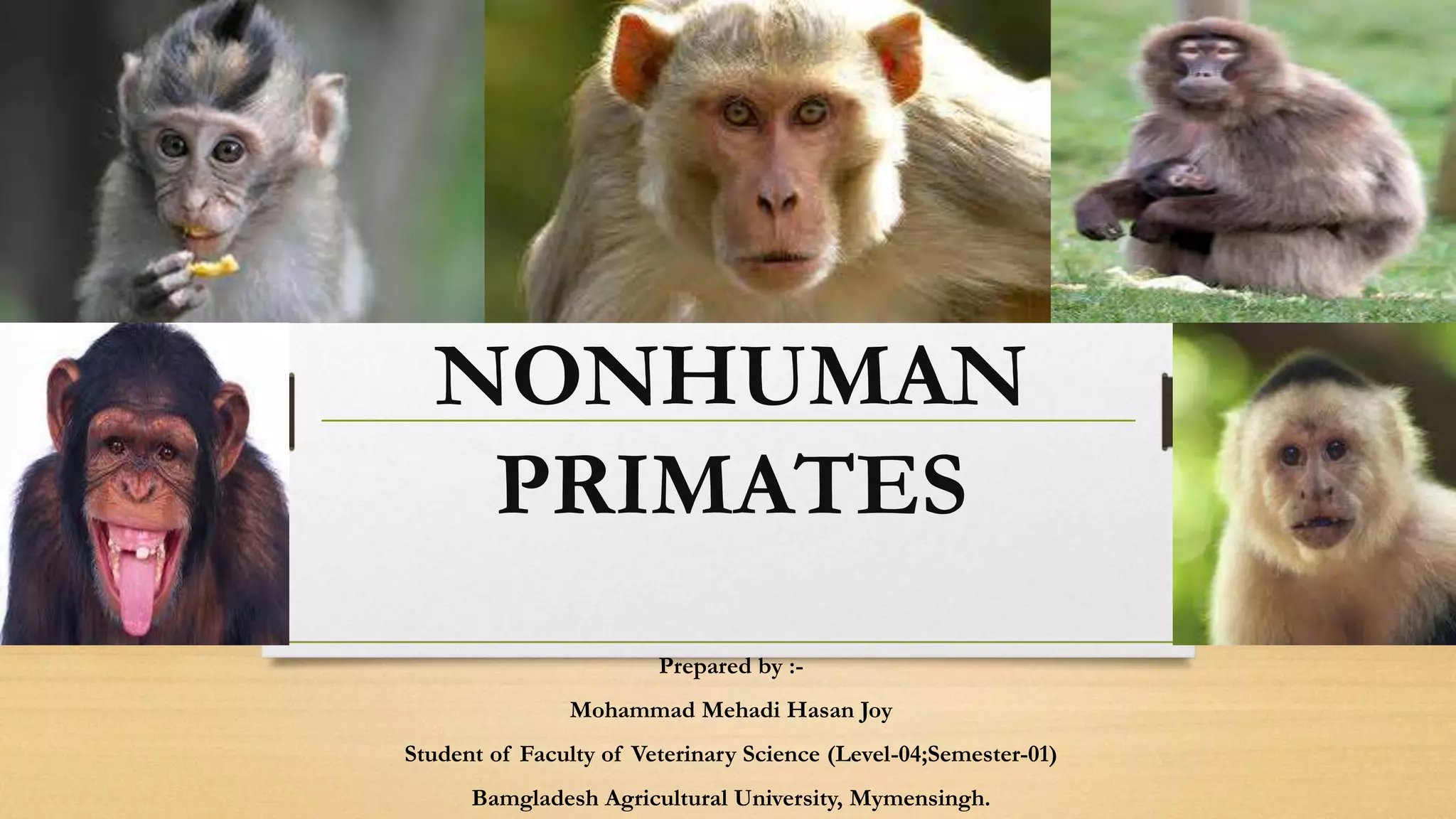Nonhuman primates | PPTX