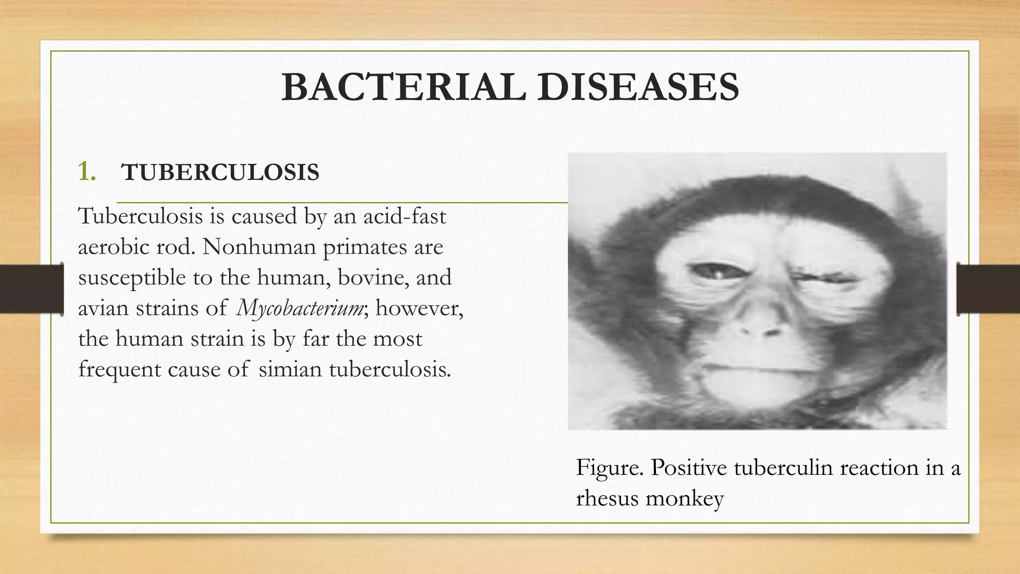 Nonhuman primates | PPTX