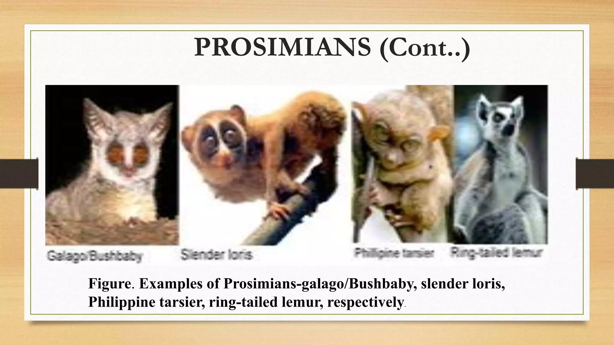 Nonhuman primates | PPTX