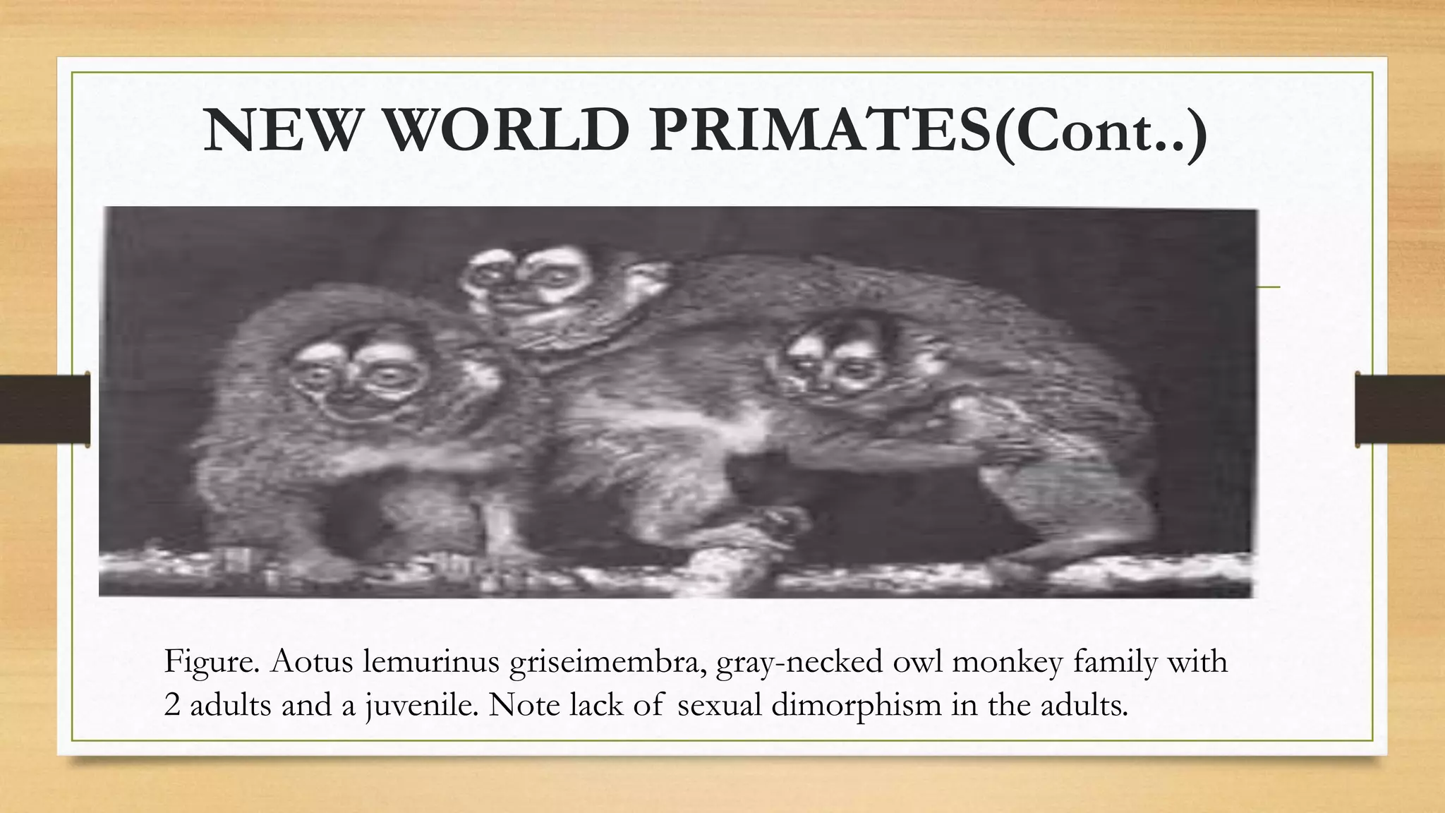 Nonhuman primates | PPTX
